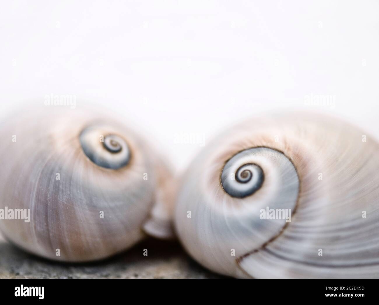 Shark eye shell hi-res stock photography and images - Alamy