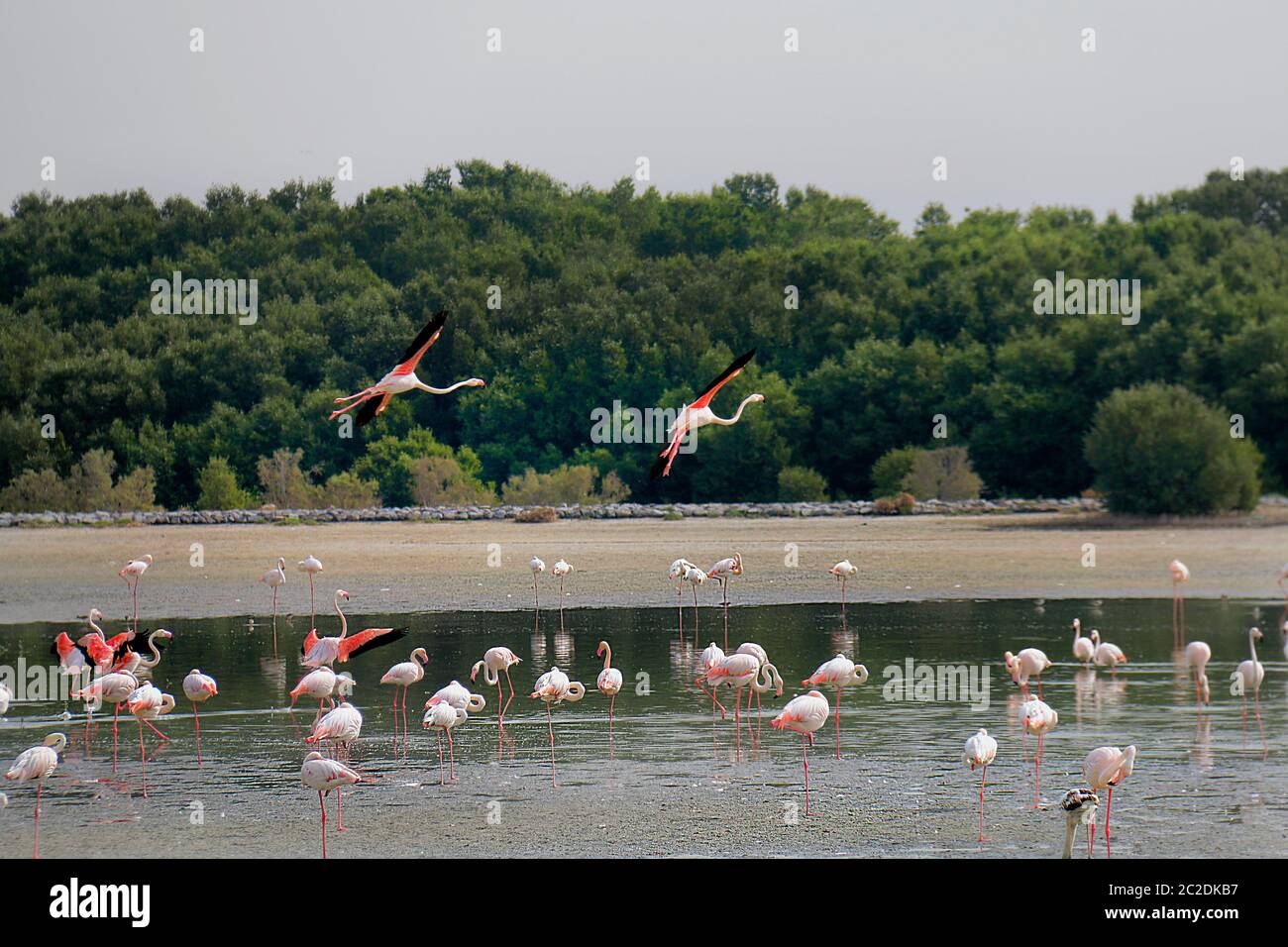 dubai,dubai steet,Ras Al Khor Wildlife Sanctuary, Dubai, UAE,dancer ...