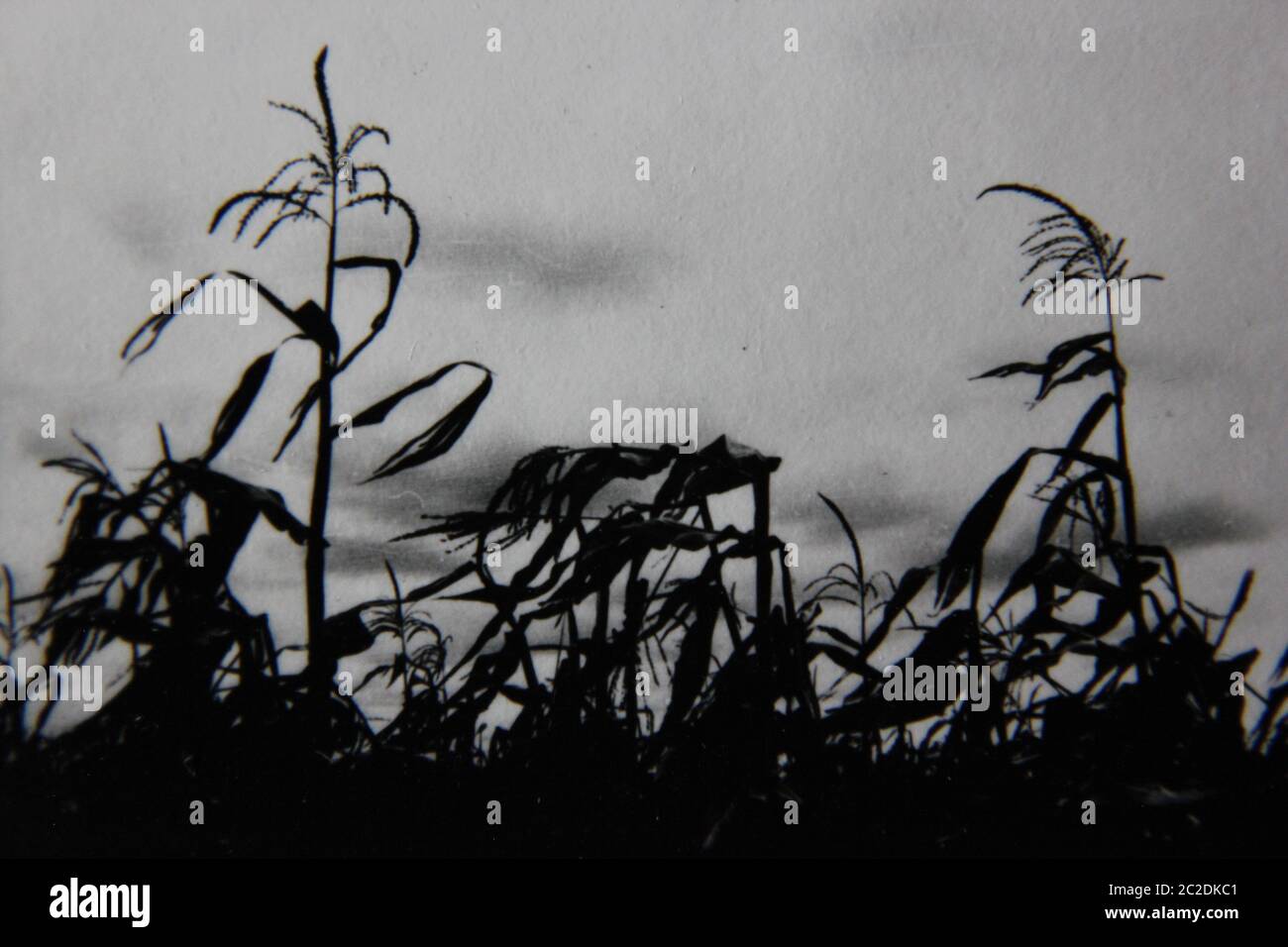 Fine 70s vintage black and white extreme photography of some wild ...