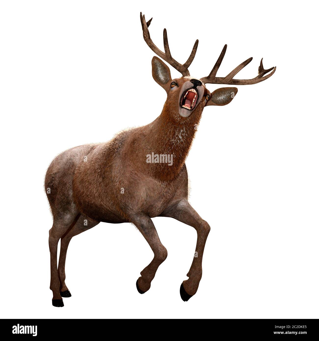 3D rendering of a male deer isolated on white background Stock Photo ...