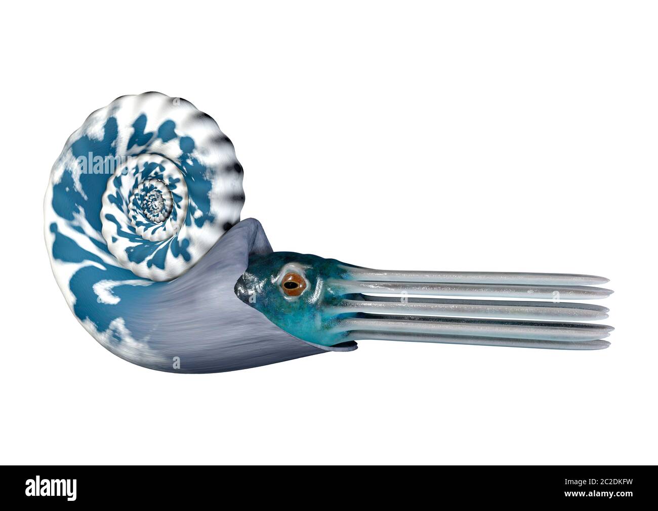 3D rendering of an Ammonite, extinct marine mollusc animal isolated on ...