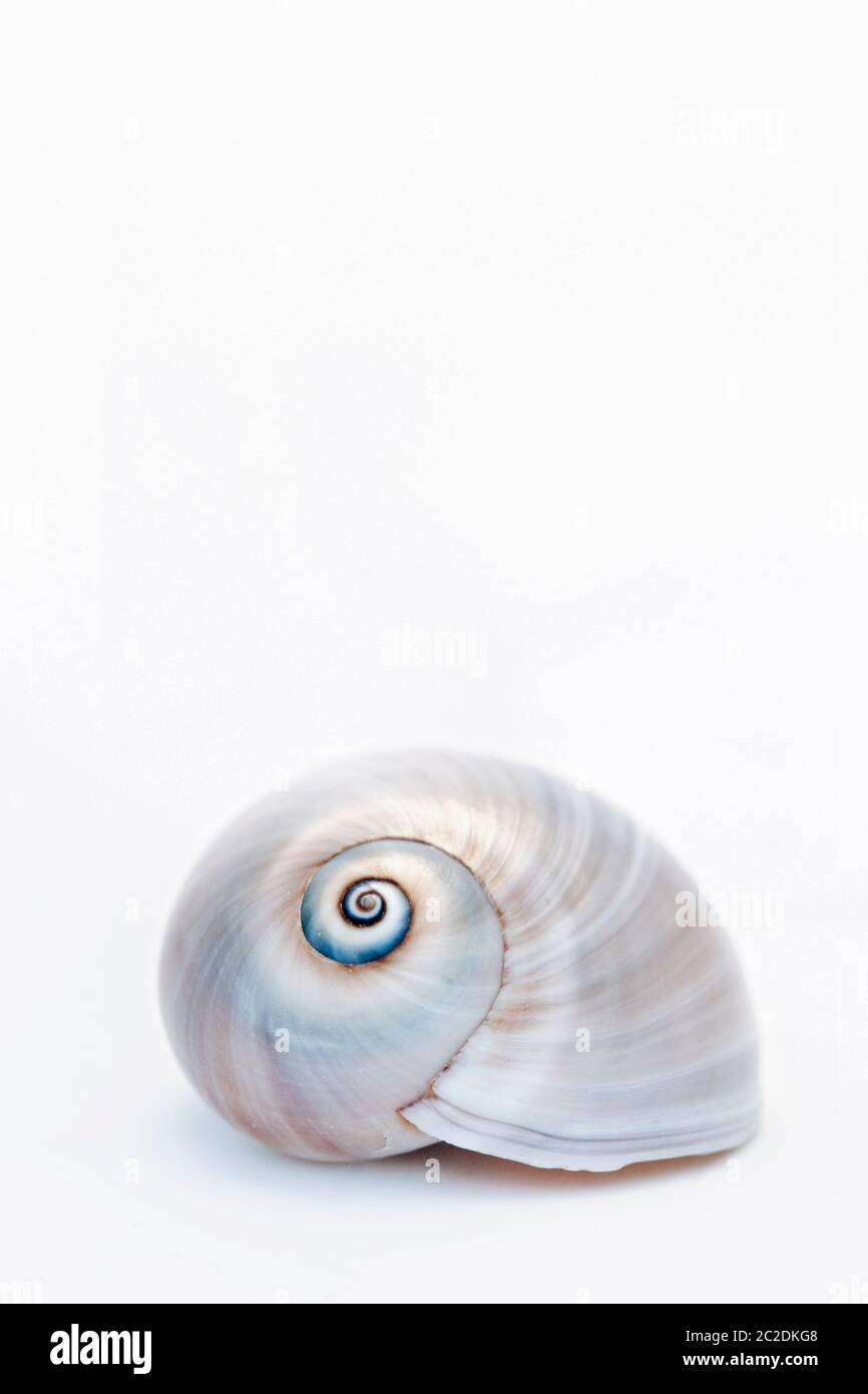 Close up of beautiful Neverita duplicata or shark eye shell Stock Photo ...