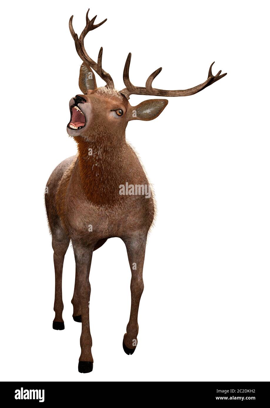 3D rendering of a male deer isolated on white background Stock Photo ...