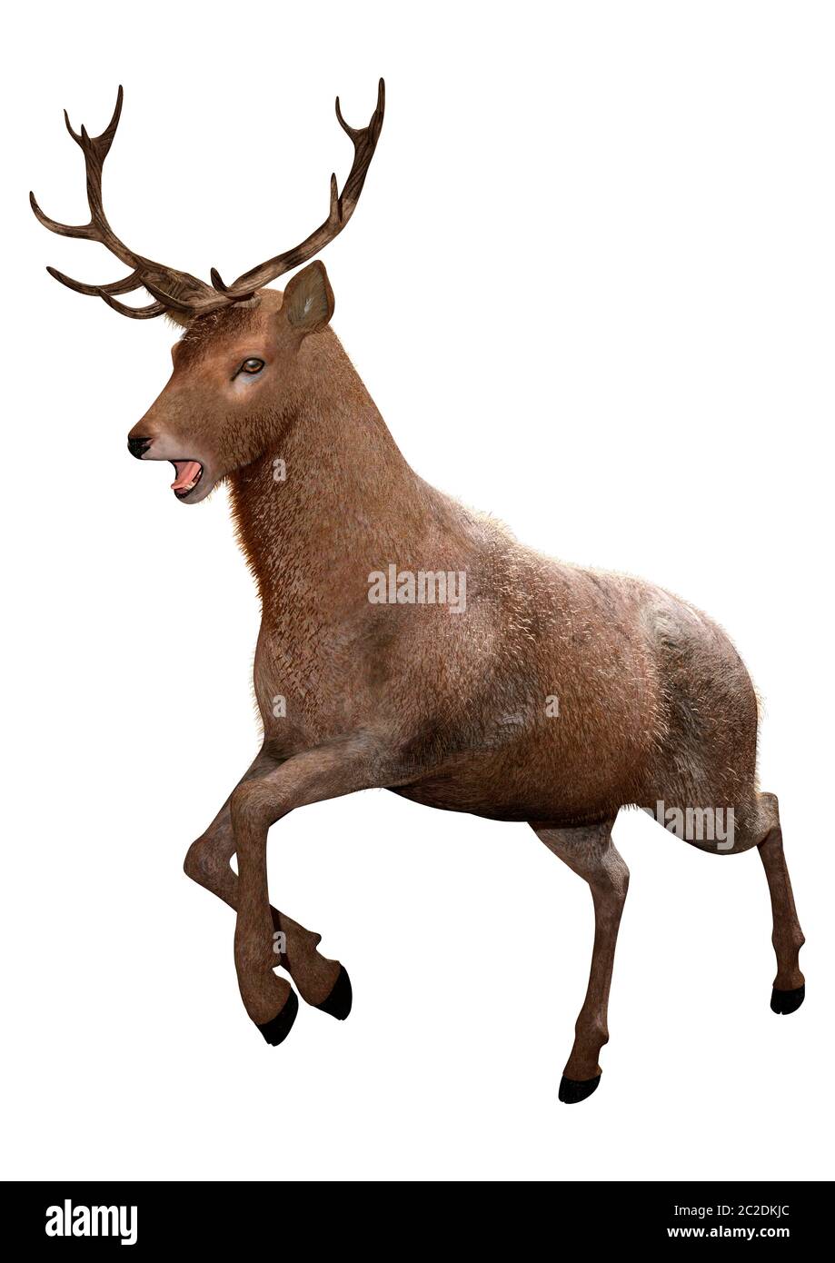 3D rendering of a male deer isolated on white background Stock Photo ...