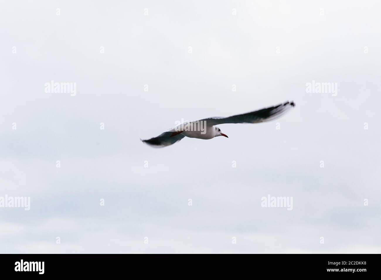 Alone seagull flying in the clear sky Stock Photo - Alamy