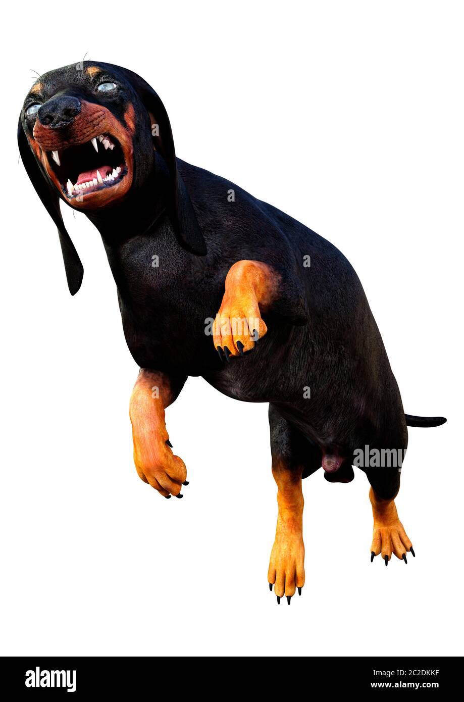 3D rendering of a dachshund or badger dog or sausage dog isolated on ...