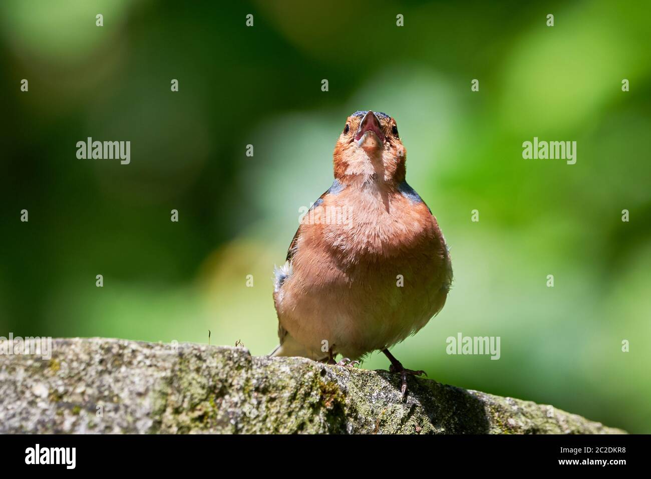 Common Chaffinch singing ( Fringilla coelebs Stock Photo - Alamy
