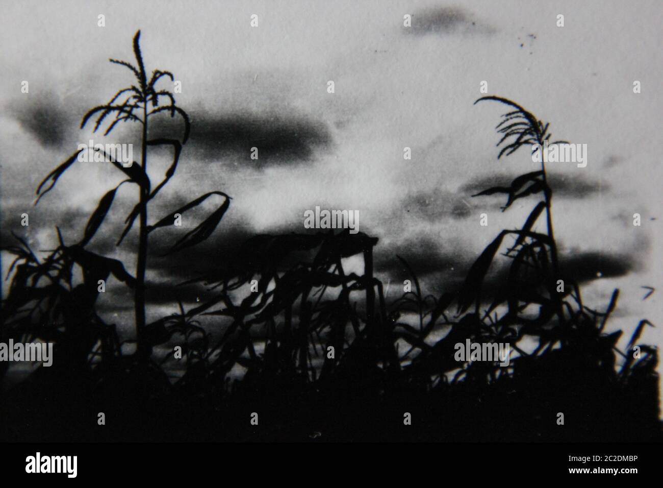 Fine 70s vintage black and white extreme photography of some wild ...