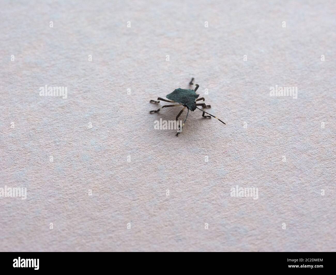 green shield bug aka Nezara Viridula animal of phylum Euarthropoda ...