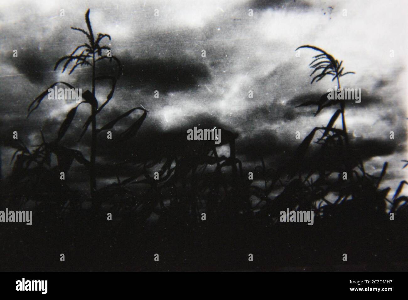 Fine 70s vintage black and white extreme photography of some wild ...