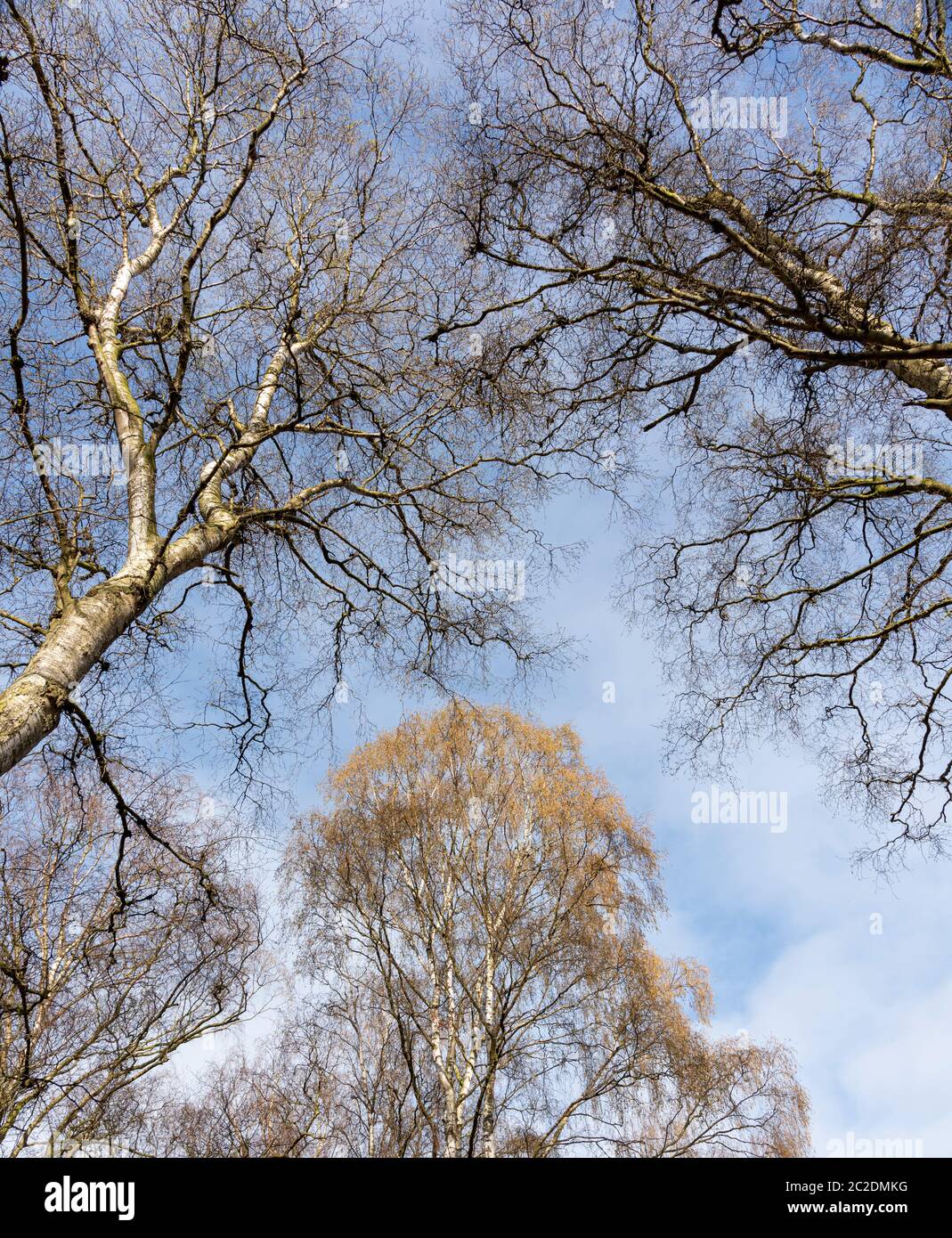 Birch trees against a blue sky at Strensall Common nature reserve Stock ...