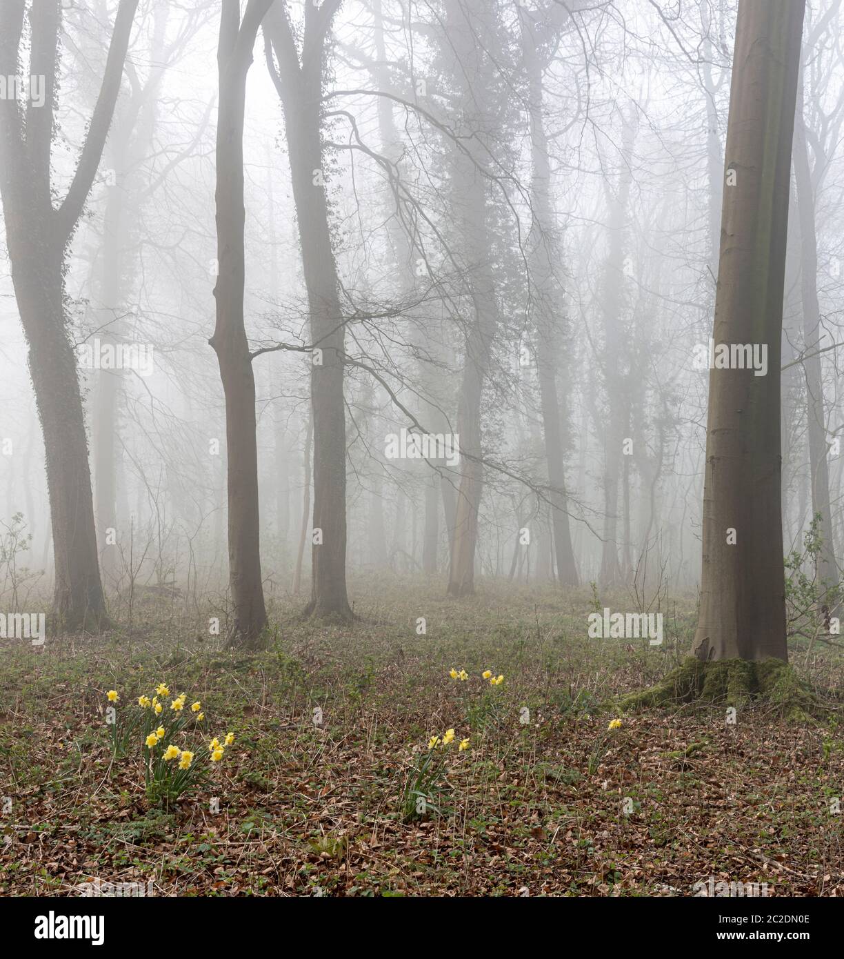 Spring plantation hi-res stock photography and images - Alamy