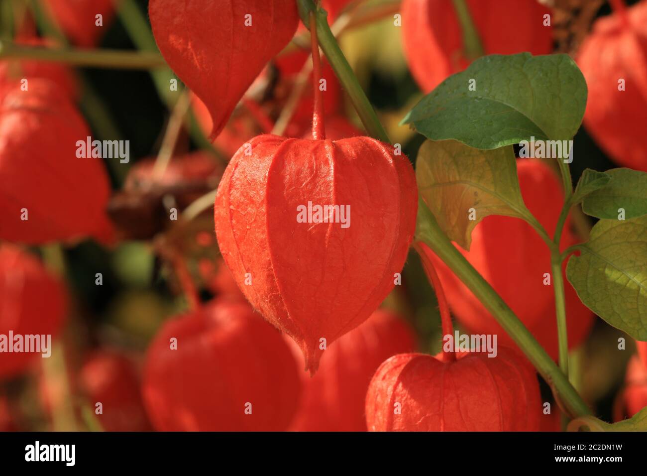 Bladder cherry, Physalis alkekengi, red fruit capsule with one seed ...