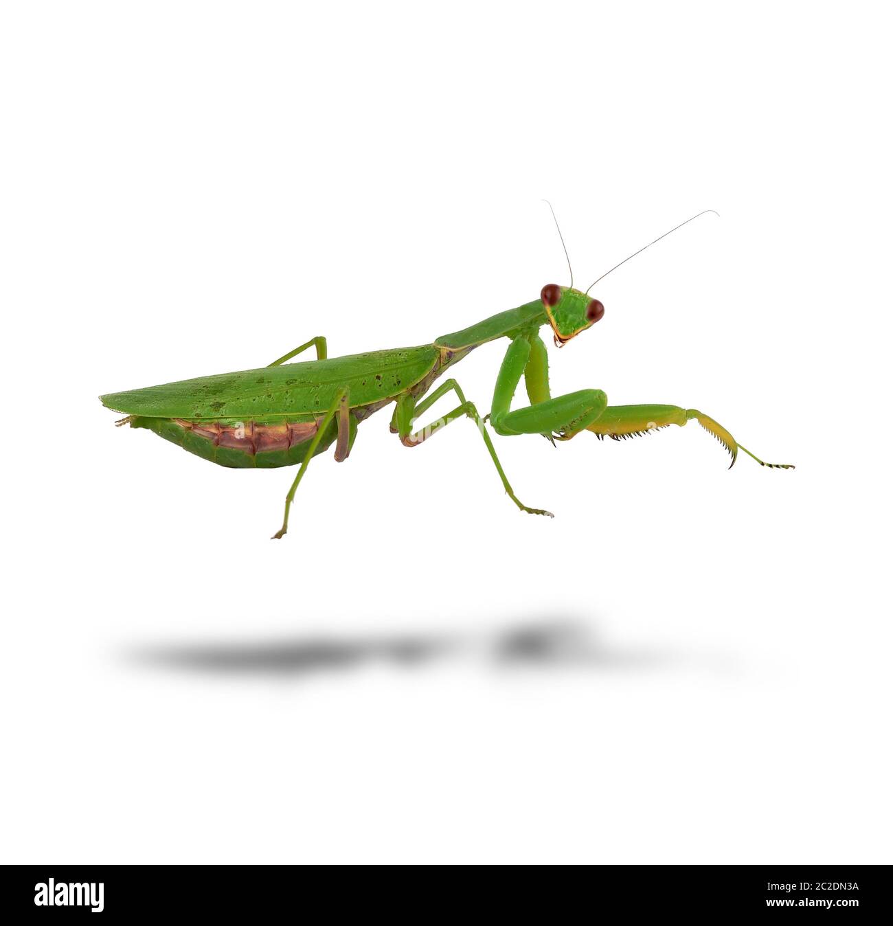 green mantis is standing and looking at the camera isolated on a white ...