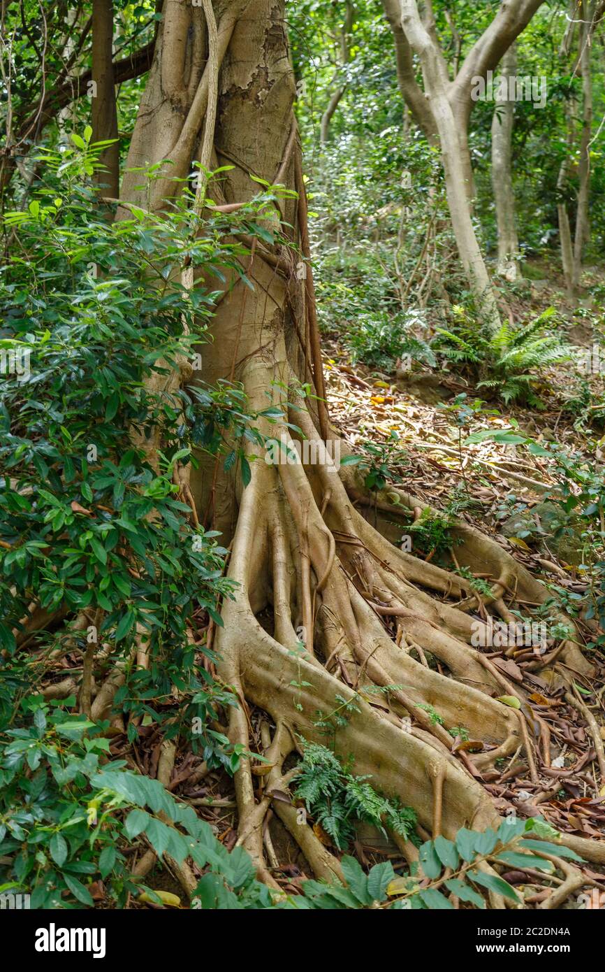 Hanging roots hi-res stock photography and images - Alamy