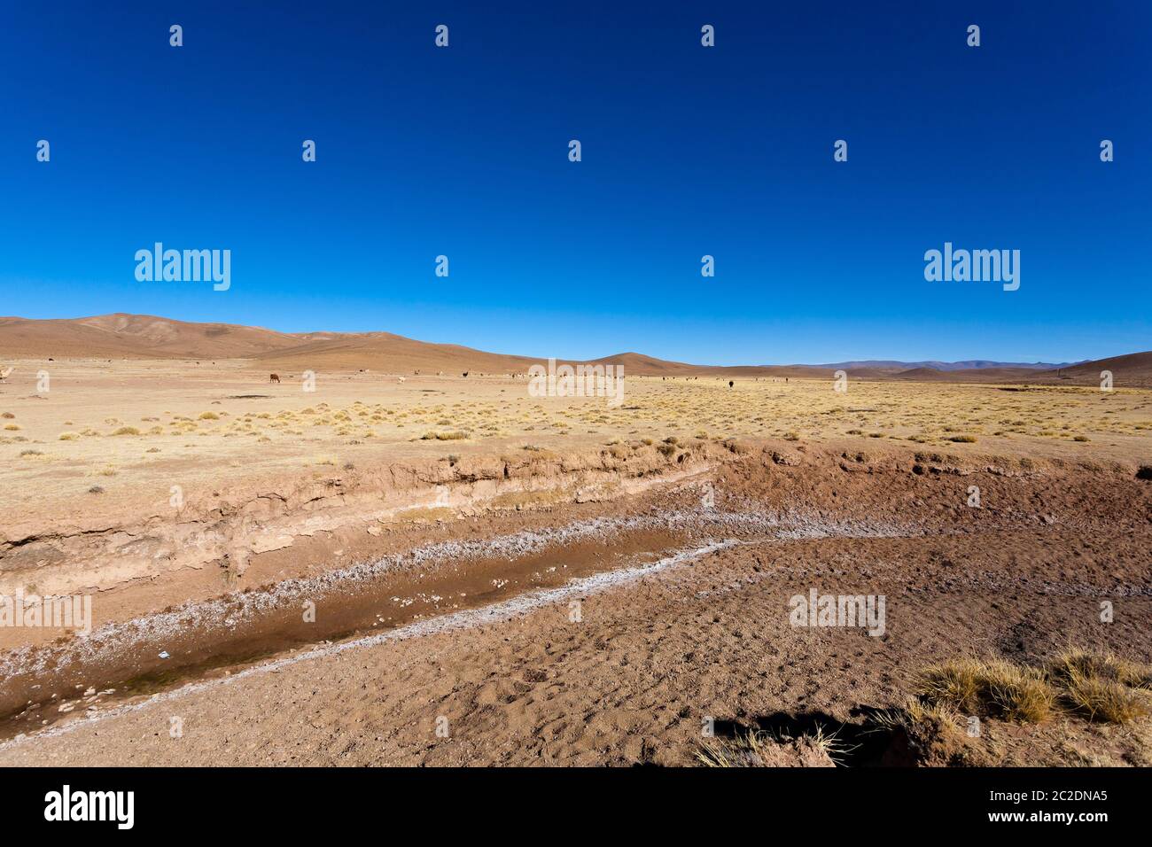 Bolivian llama breeding on Andean plateau,Bolivia Stock Photo - Alamy