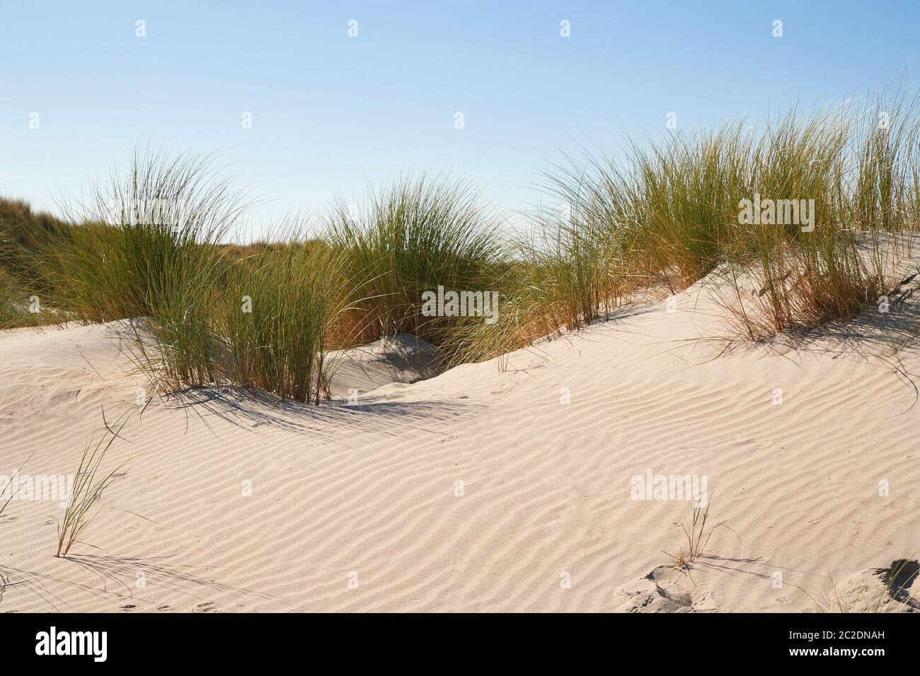 Coastal sand dunes in the Netherlands Stock Photo - Alamy