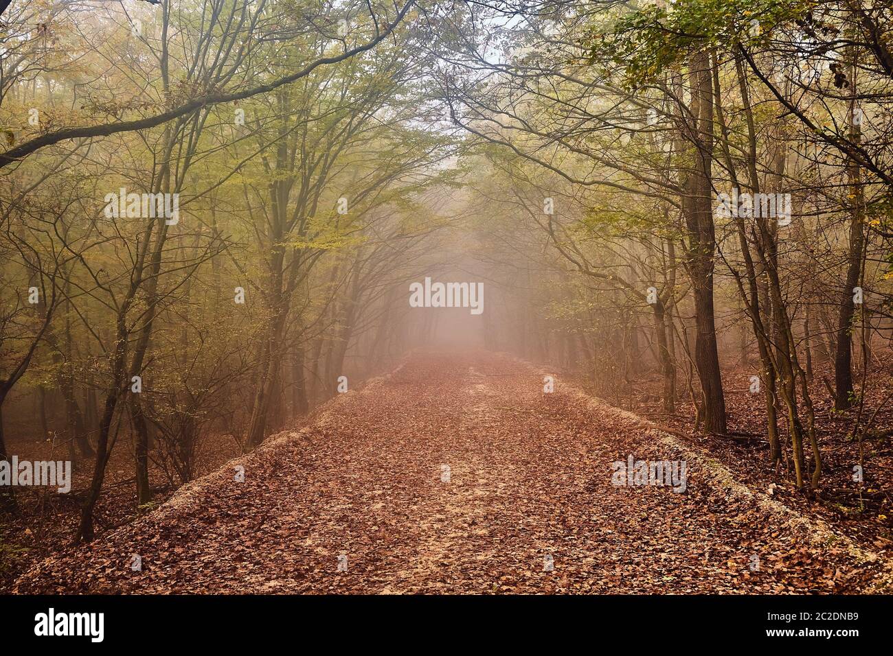 Forest detail with misty path Stock Photo - Alamy