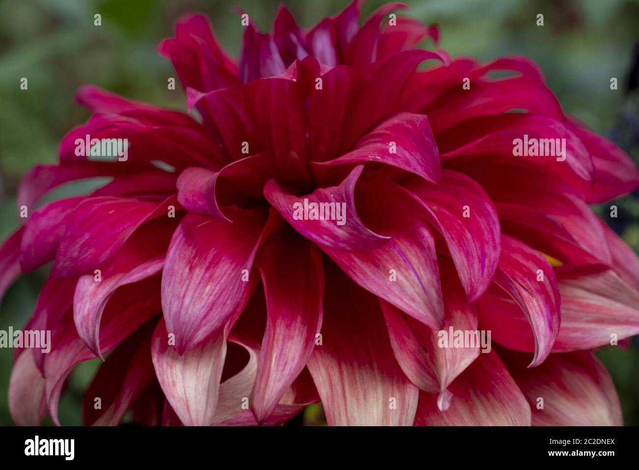 Dahlia leaves hi-res stock photography and images - Alamy