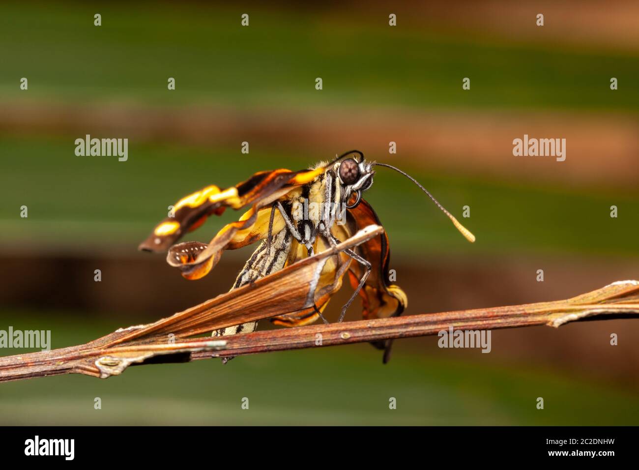 Newborn butterfly hi-res stock photography and images - Alamy