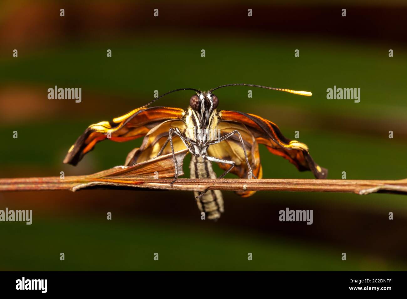 Newborn butterfly hi-res stock photography and images - Alamy