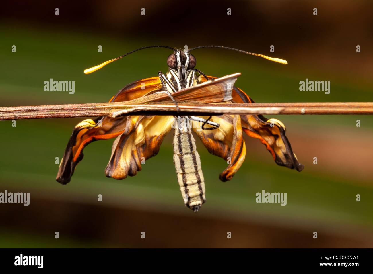 Newborn butterfly hi-res stock photography and images - Alamy