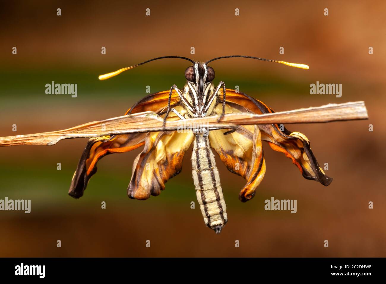 Newborn butterfly hi-res stock photography and images - Alamy