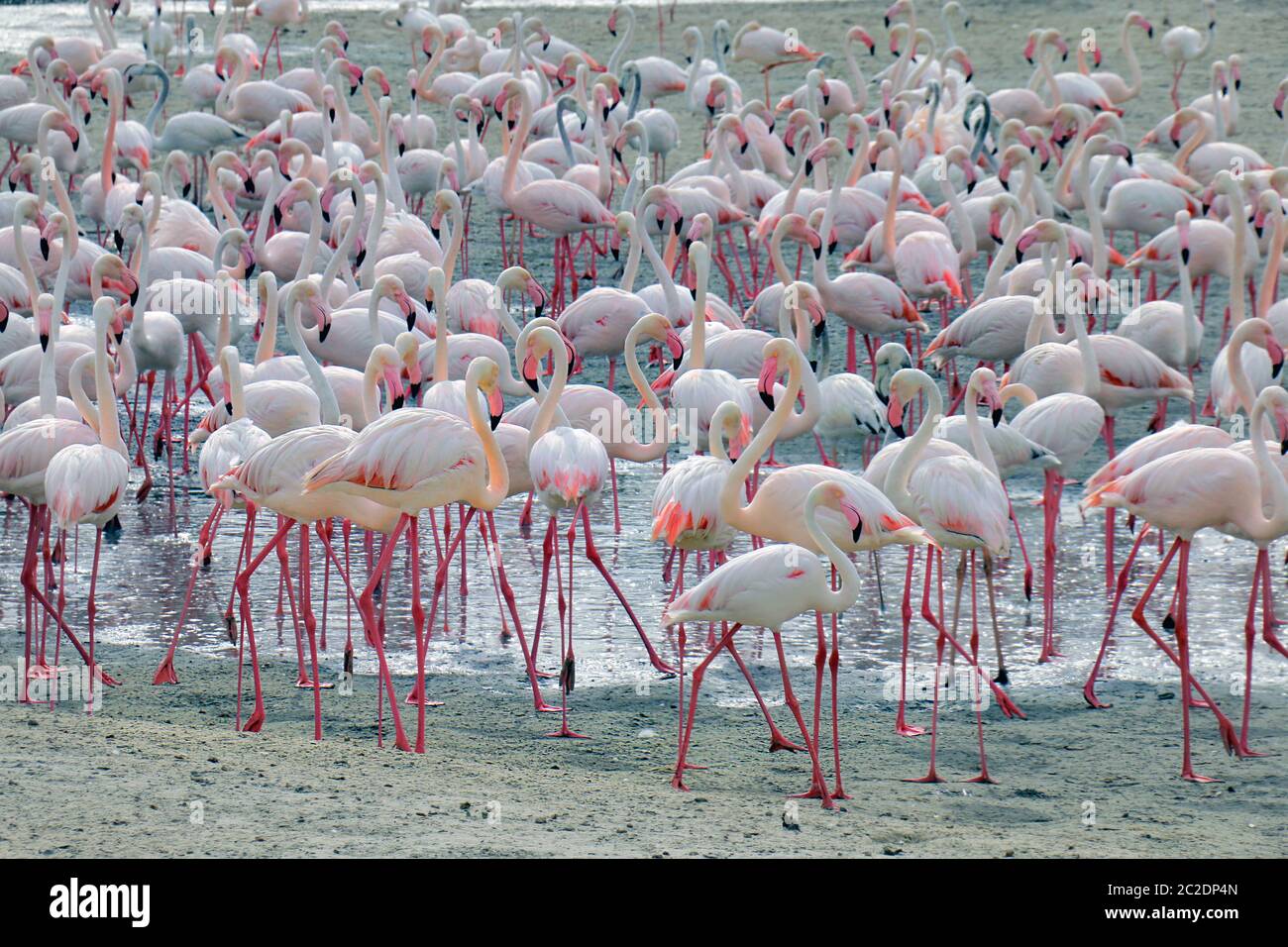 dubai,dubai steet,Ras Al Khor Wildlife Sanctuary, Dubai, UAE,dancer ...
