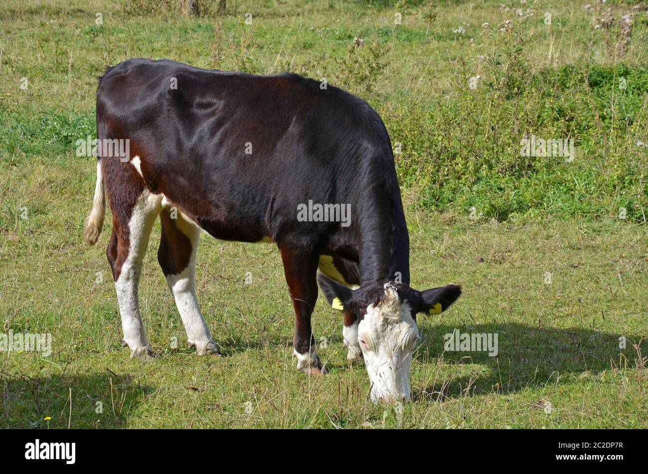 Agriculture and cow hi-res stock photography and images - Alamy