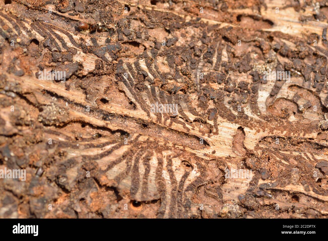 Adult spruce hi-res stock photography and images - Alamy