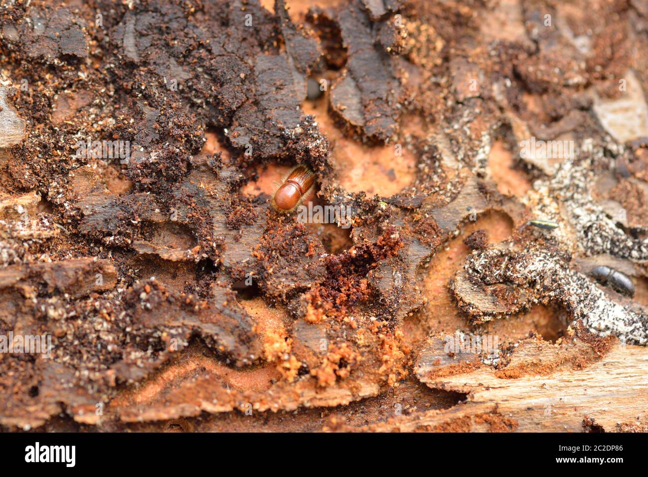 European spruce bark beetle in a spruce in the forest Stock Photo - Alamy