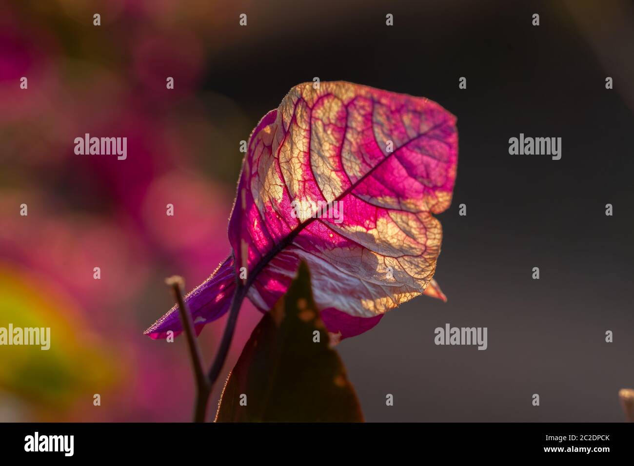 Bagan bilash flower hi-res stock photography and images - Alamy