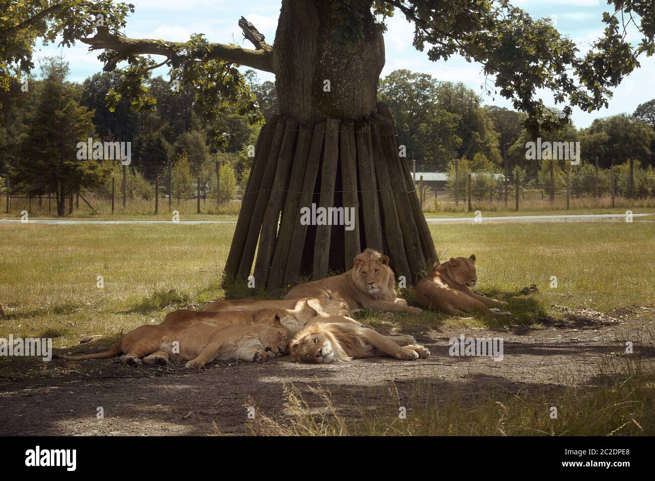 Lions under the tree hi-res stock photography and images - Alamy