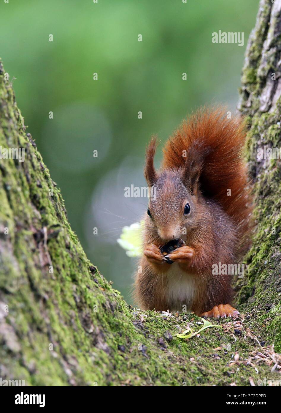 Squirrel Sciurus vulgaris squats in branch fork Stock Photo - Alamy