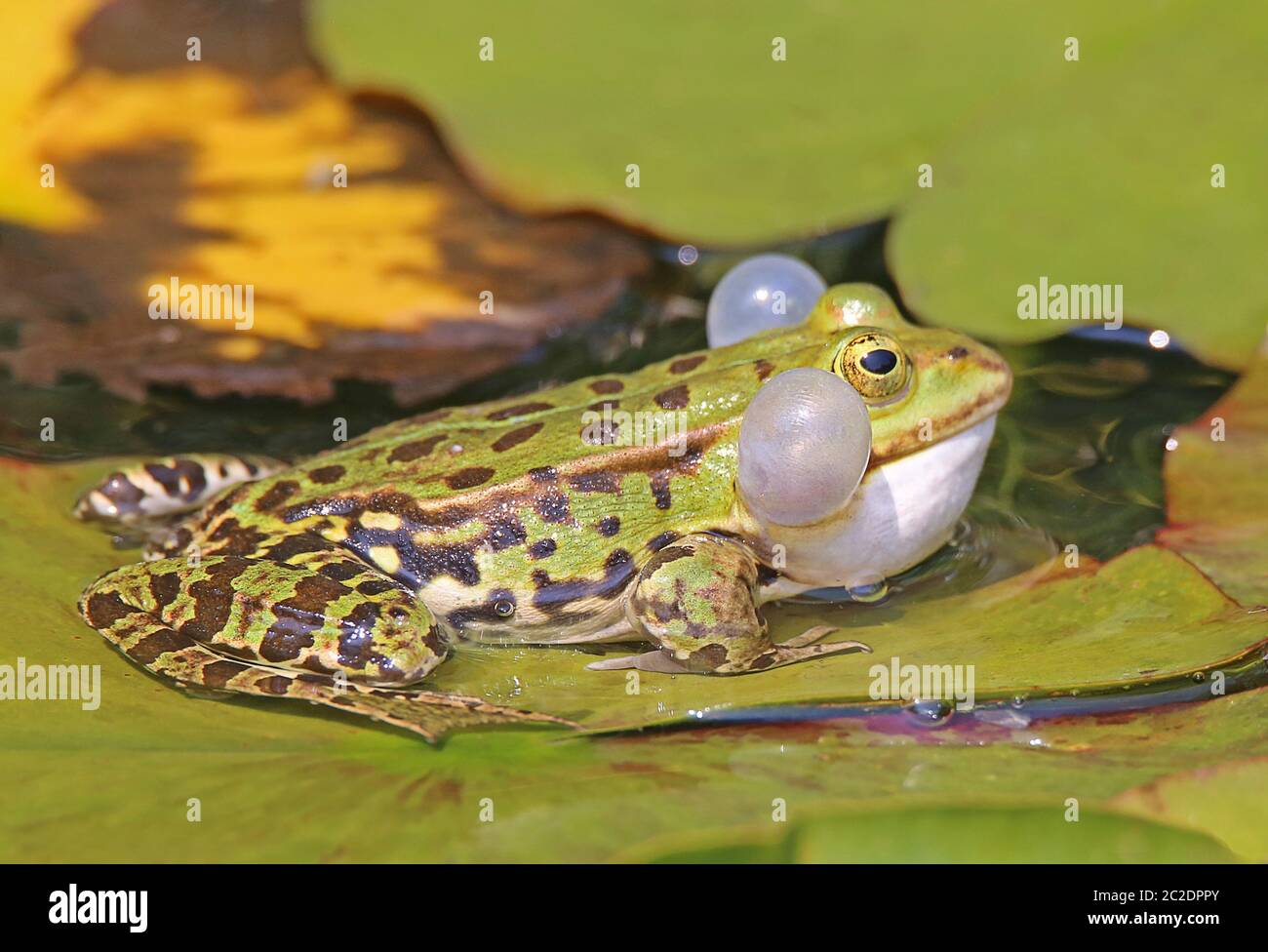 Quaking pond frog or water frog Pelophylax esculentus with sonic ...