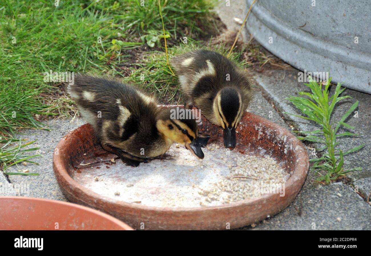 feeding two little ducks Stock Photo - Alamy