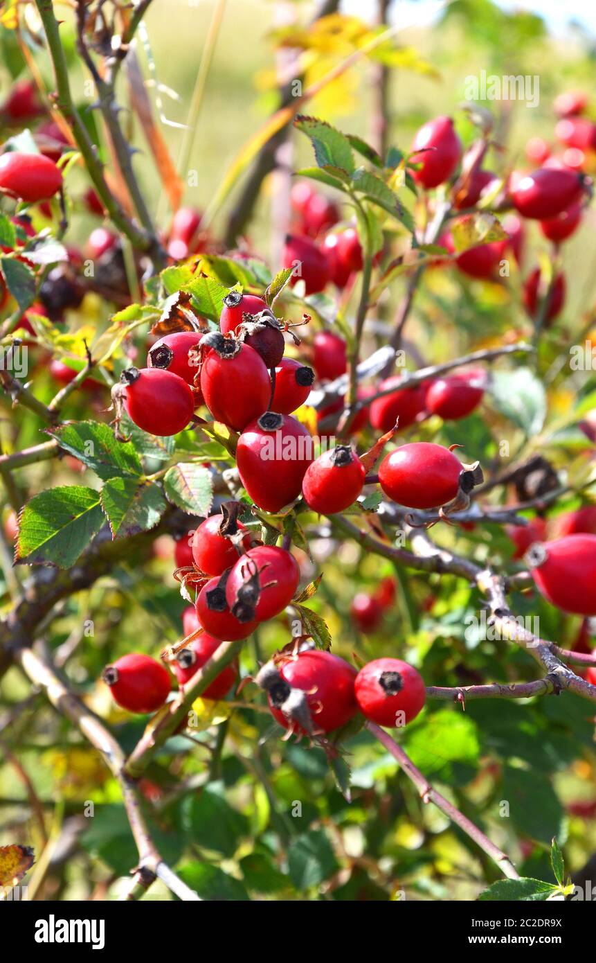 Rosehip hedge hi-res stock photography and images - Alamy