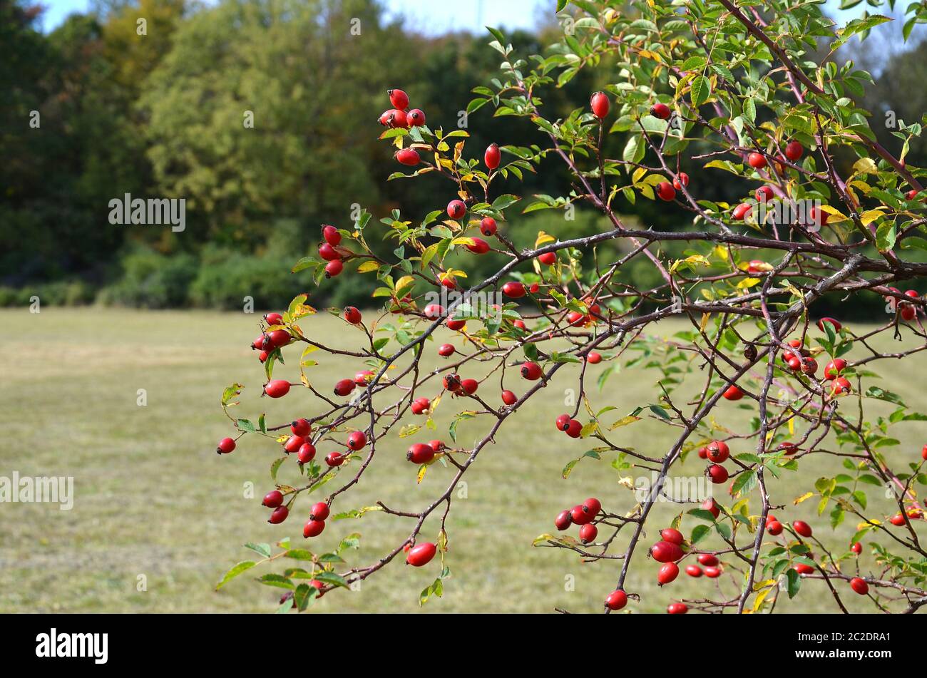 Rosehip fruits in garden hi-res stock photography and images - Alamy