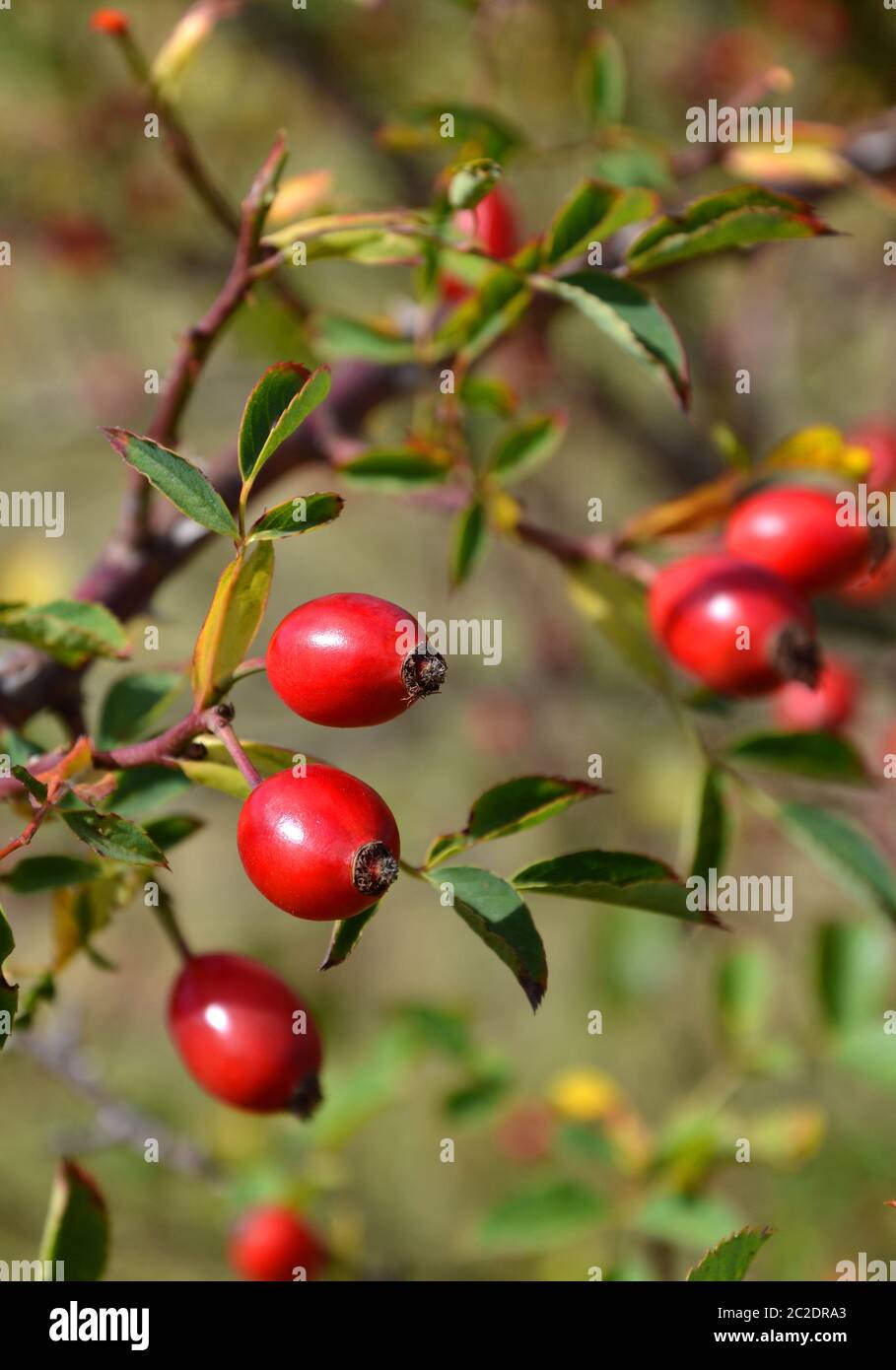 Gathering rosehip hi-res stock photography and images - Alamy
