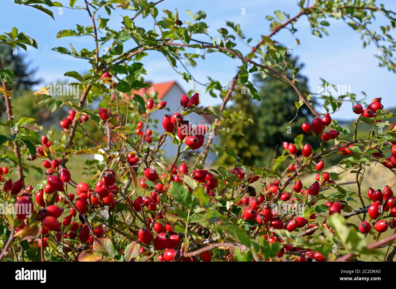 Gathering rosehips hi-res stock photography and images - Alamy