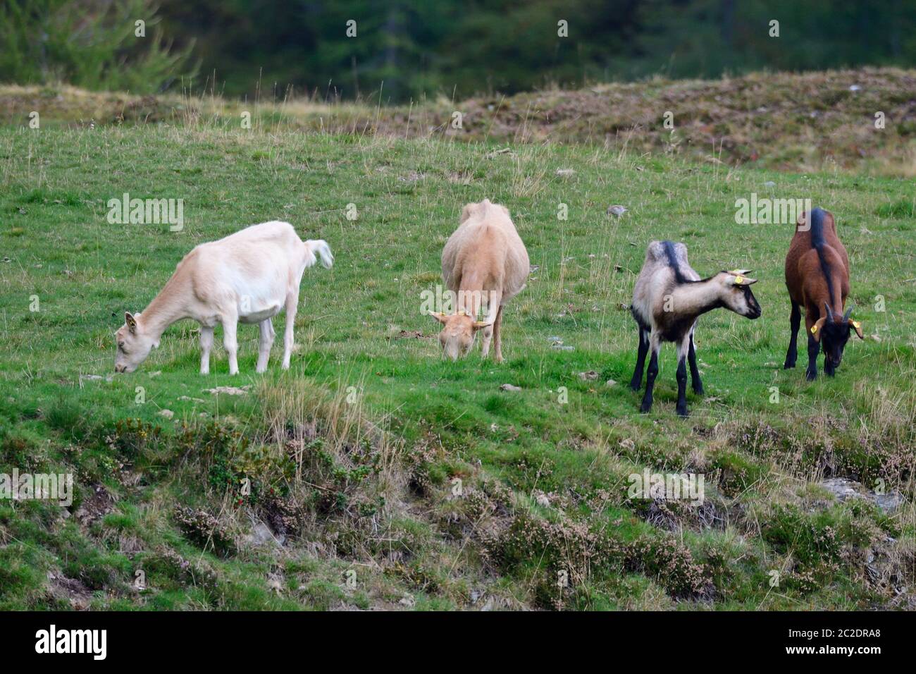 Goats from the alps hi-res stock photography and images - Alamy