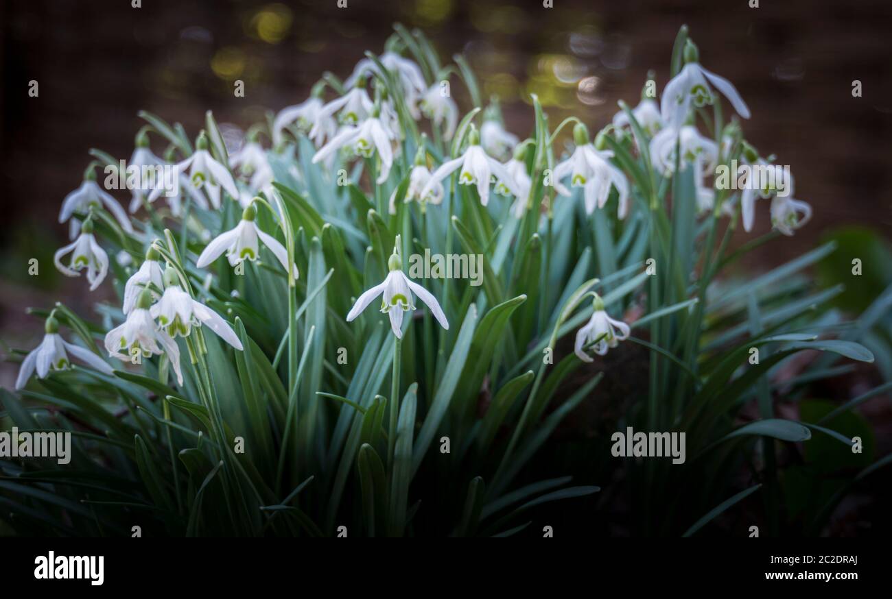 Full blooming snowdrops in hi-res stock photography and images - Alamy