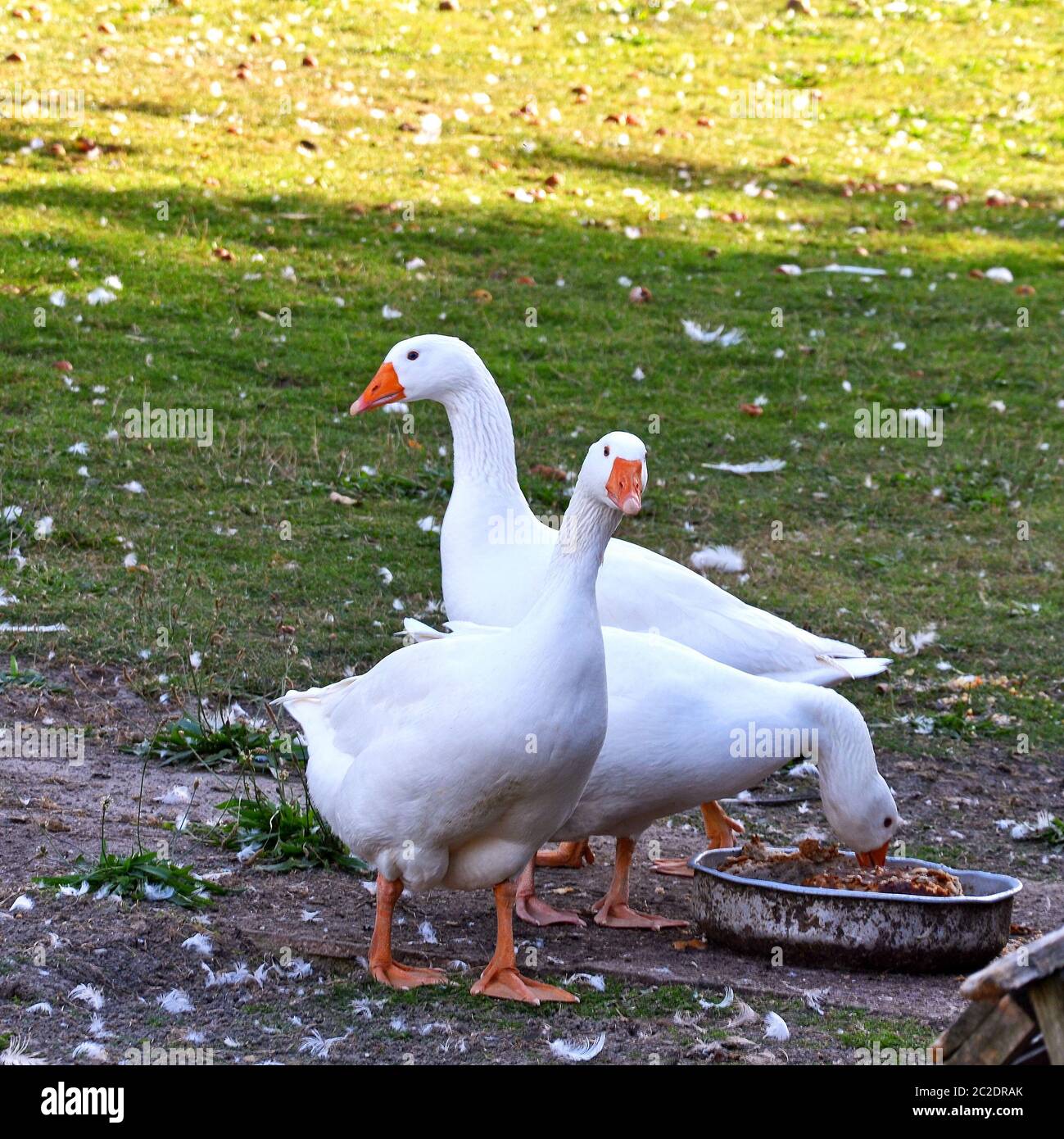 Domestic geese in animal welfare Stock Photo - Alamy