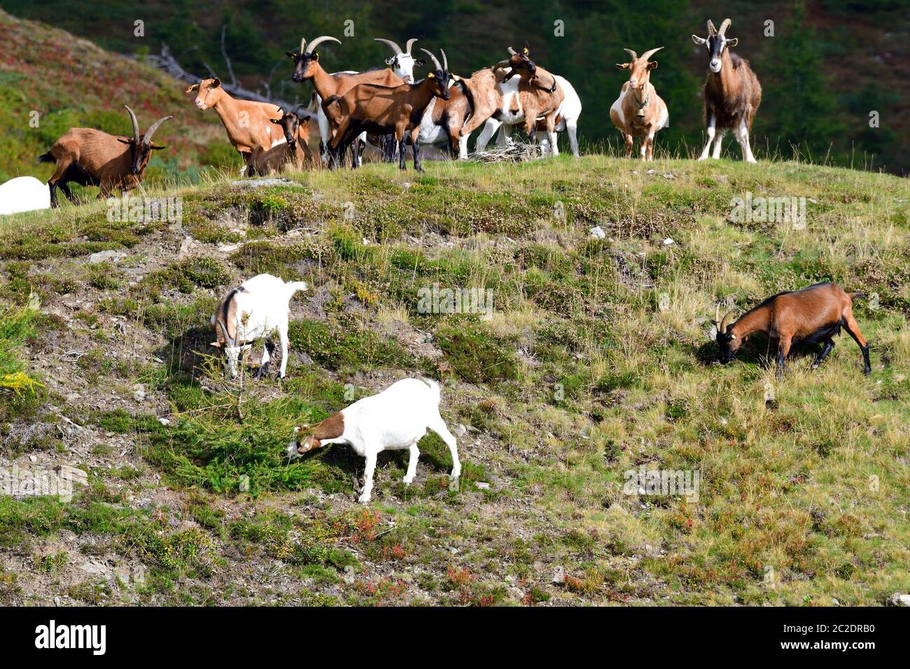 Goats from the alps hi-res stock photography and images - Alamy