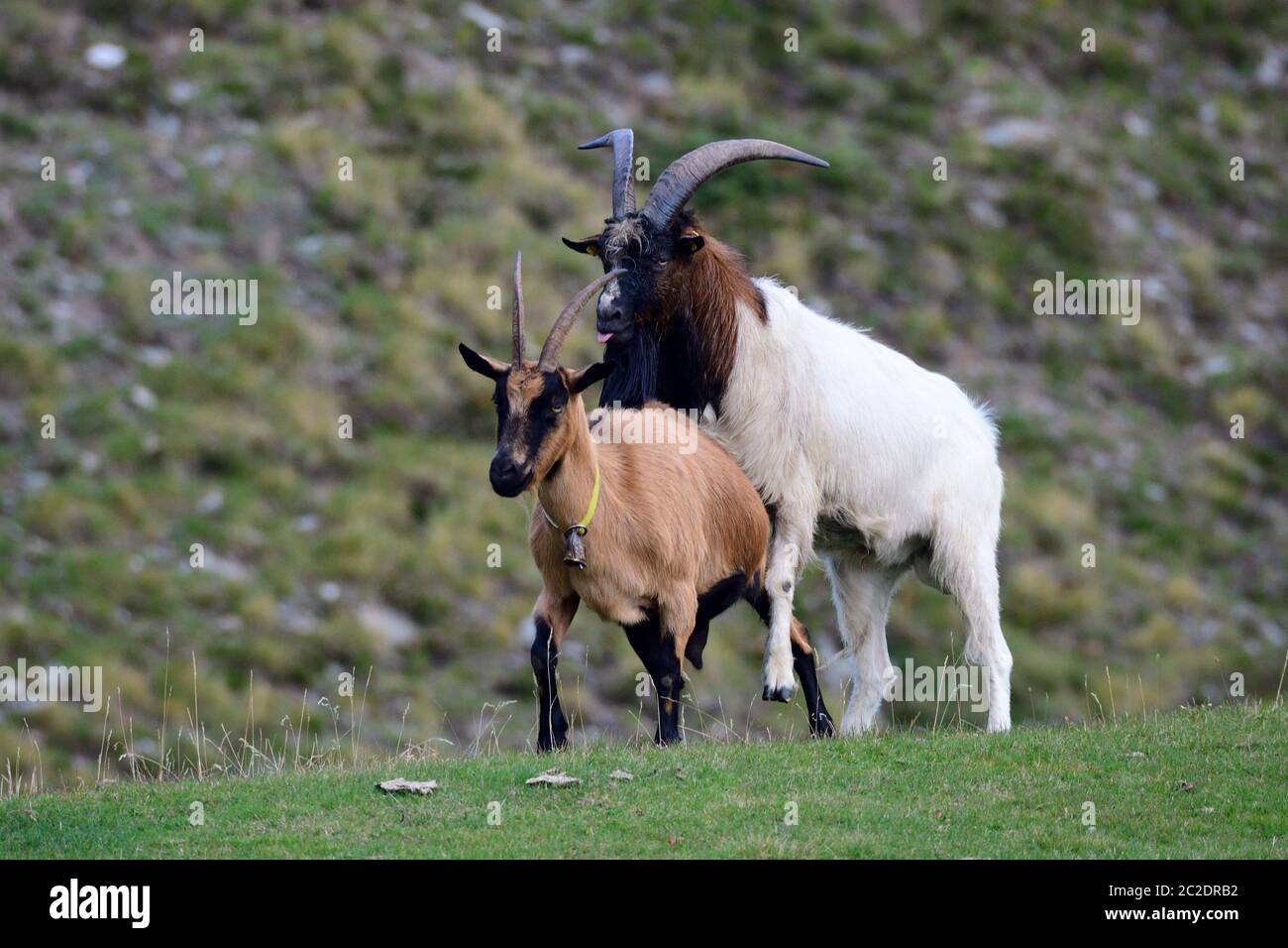 Goats from the alps hi-res stock photography and images - Alamy
