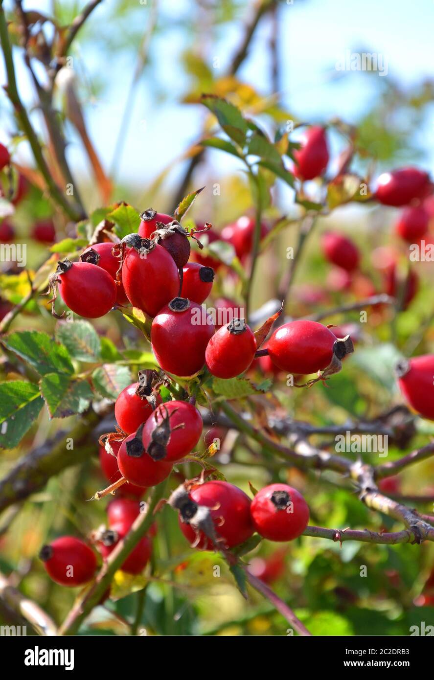 Rosehip shrup with fruits in autumn Stock Photo - Alamy