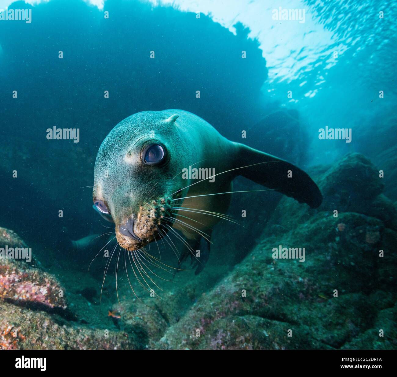 California Sea Lion Stock Photo - Alamy