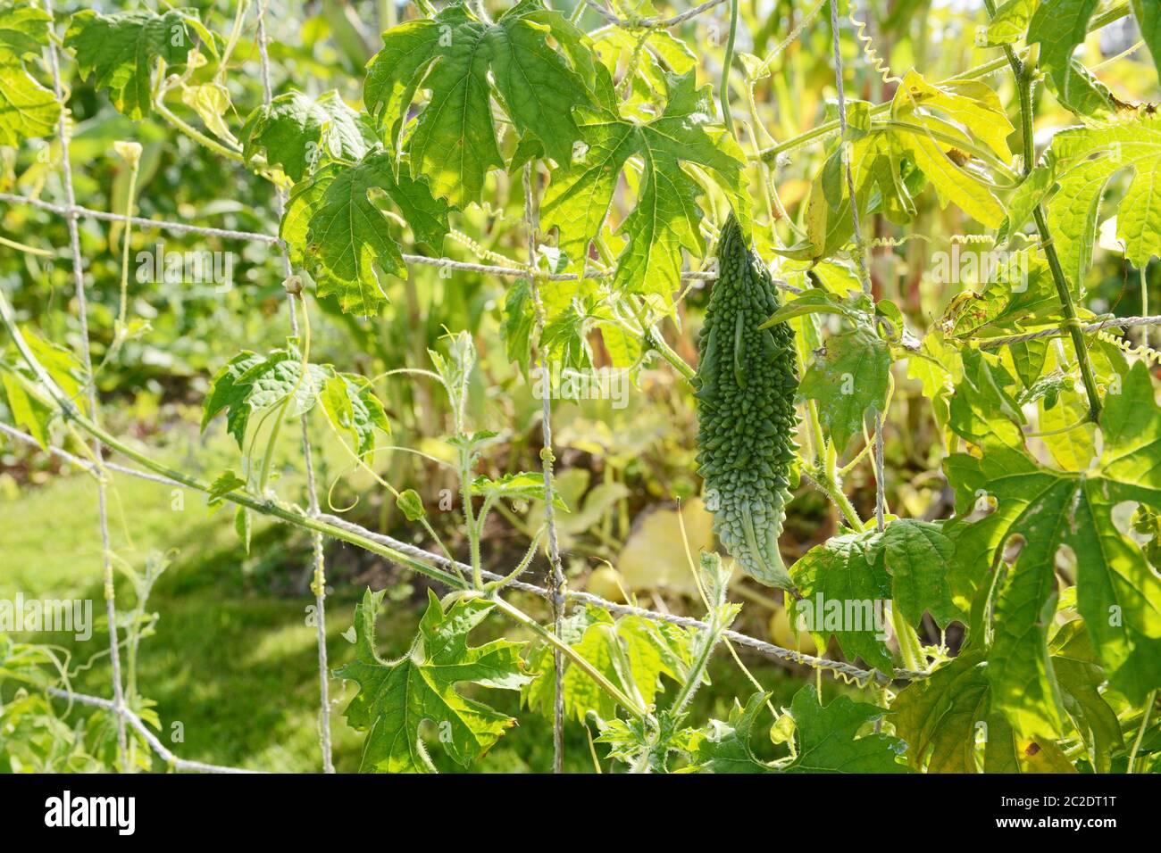 Bitter melon - momordica charantia - an unusual tropical plant growing ...