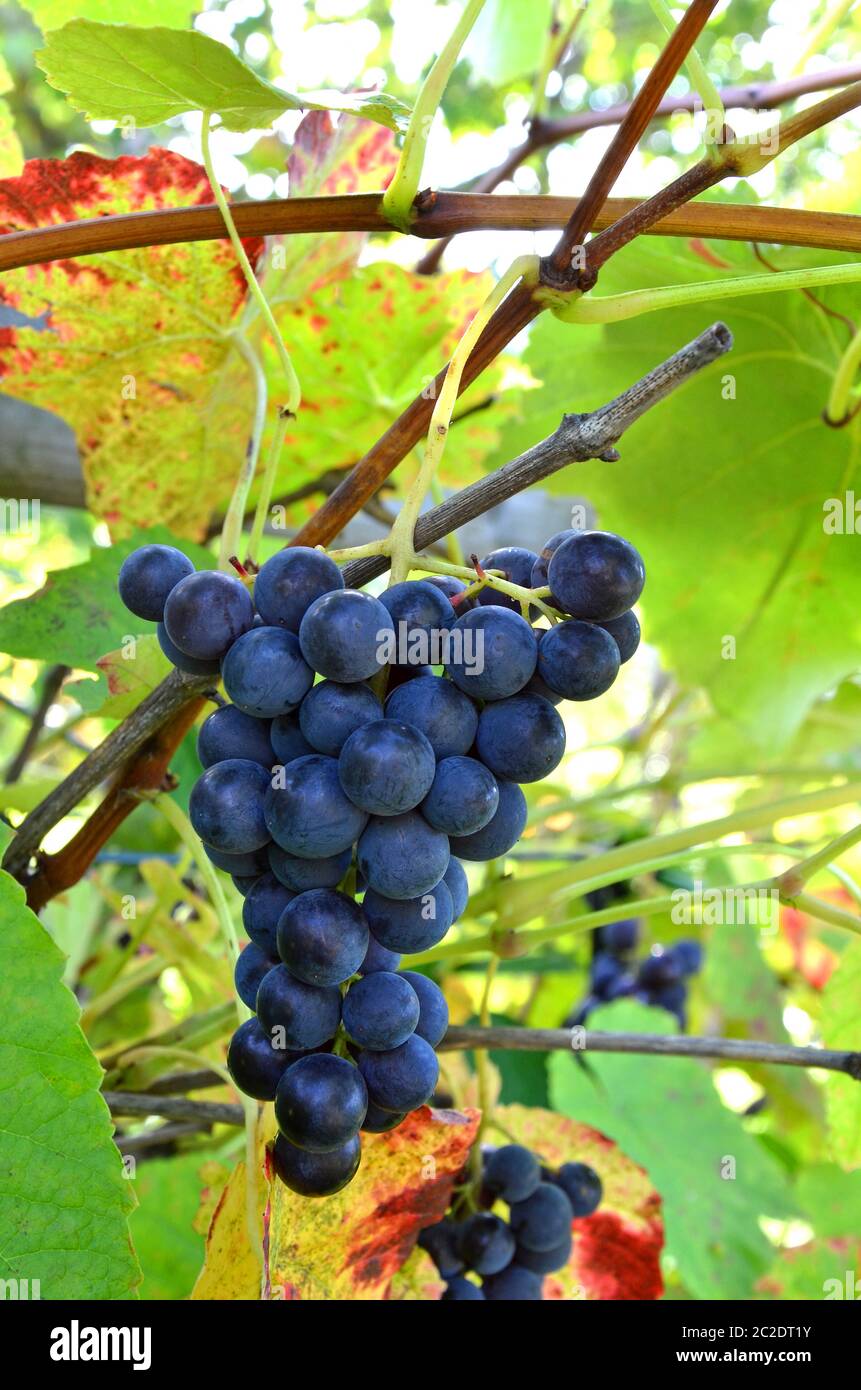 ripe grapes at harvest in October Stock Photo - Alamy