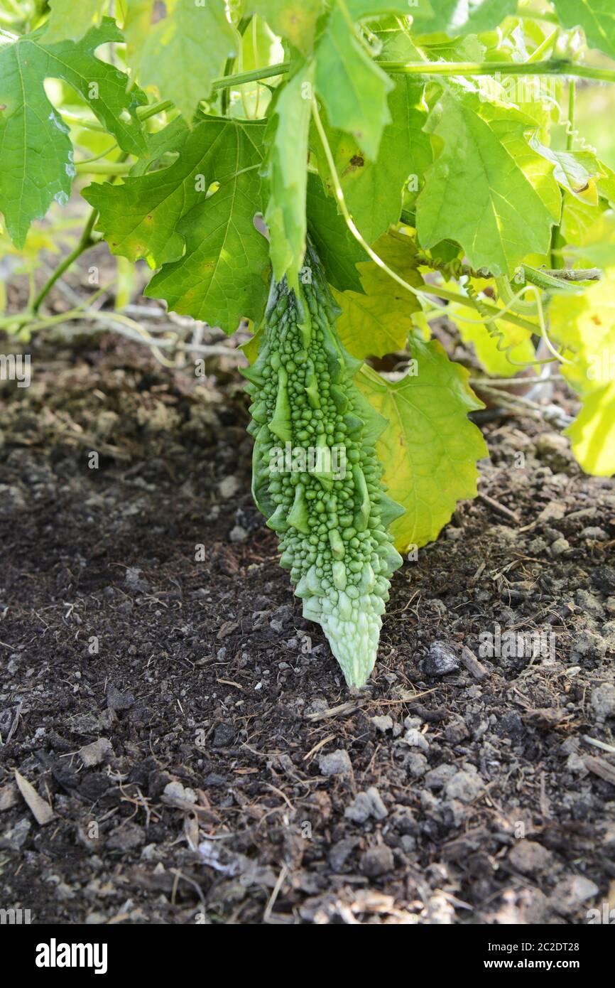 Balsam pear - bitter melon - hangs among green foliage of a leafy vine ...